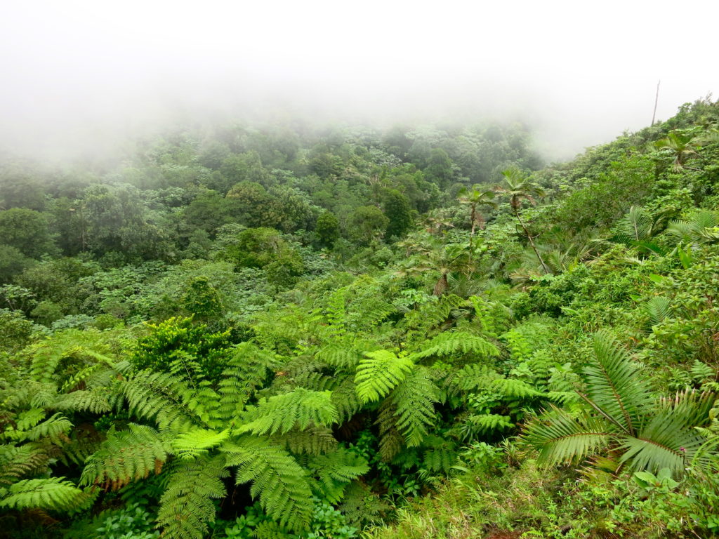 Sustainable Tourism - Grenada Travel Expert